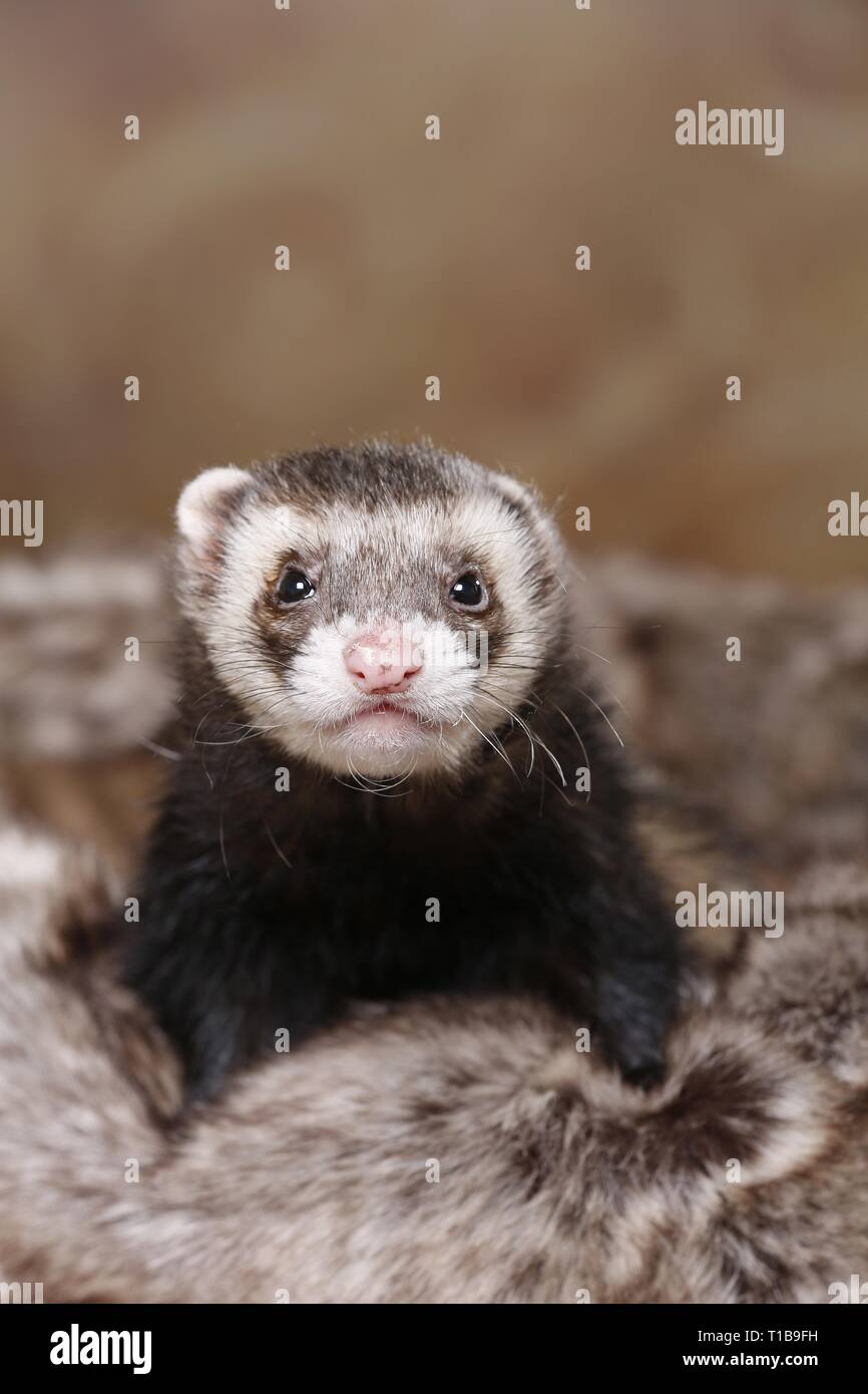 Male ferrets hi-res stock photography and images - Alamy