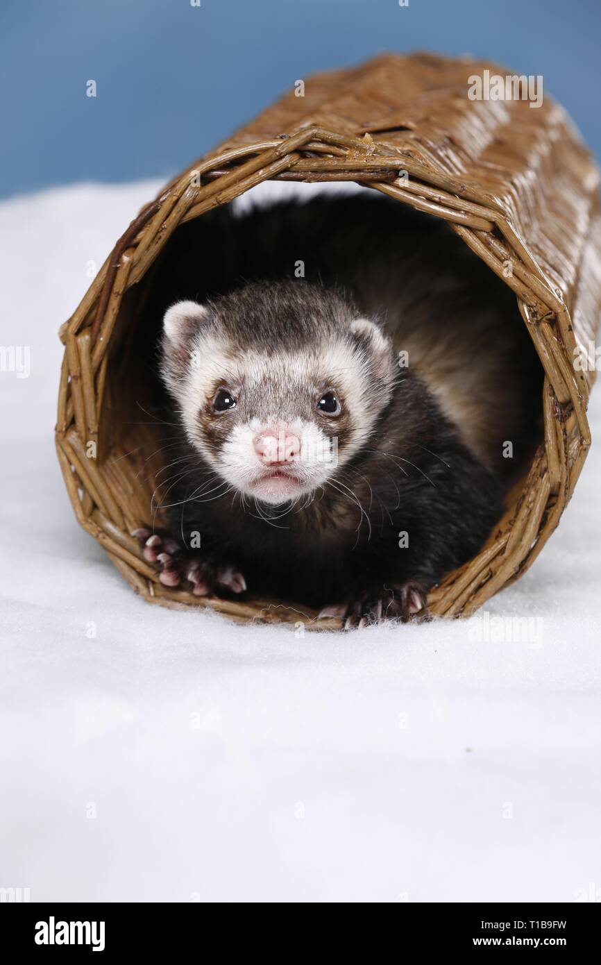 Male ferrets hi-res stock photography and images - Alamy