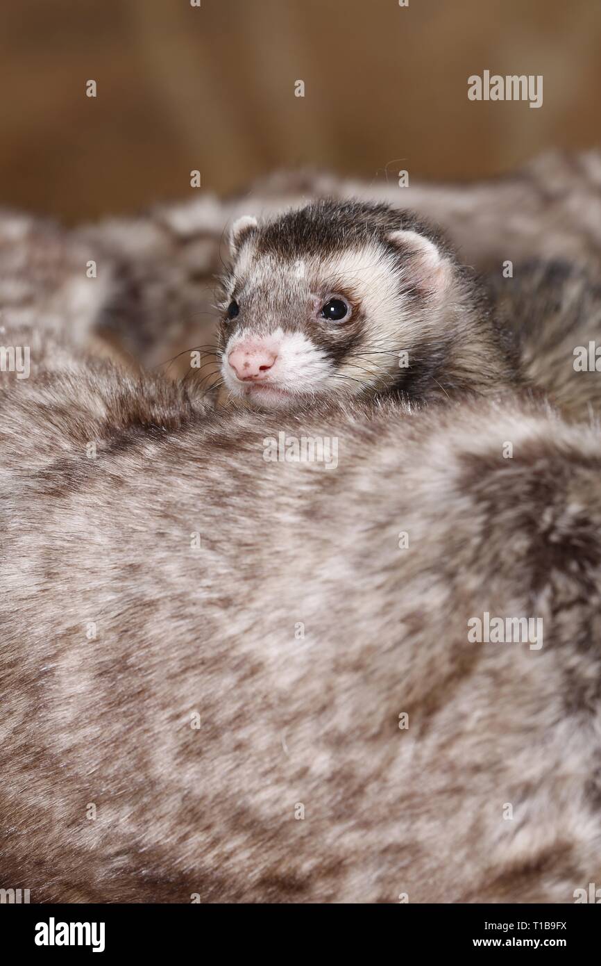 Male ferret hi-res stock photography and images - Alamy