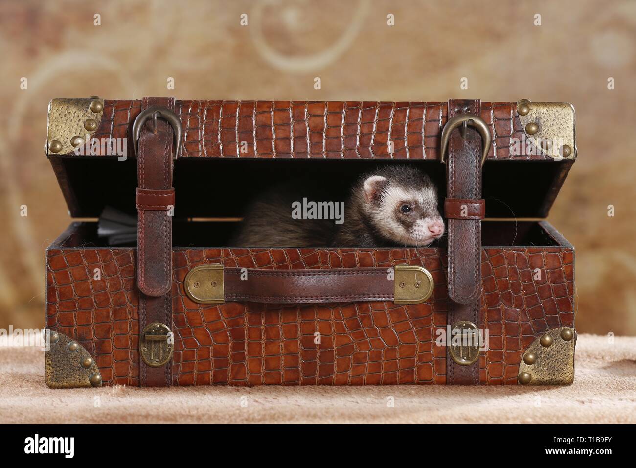 Male ferrets hi-res stock photography and images - Alamy