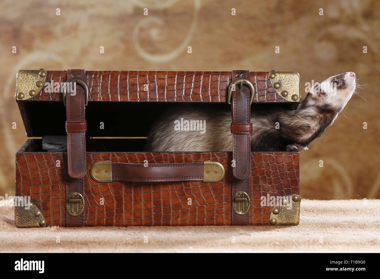 Ferret profile hi-res stock photography and images - Alamy