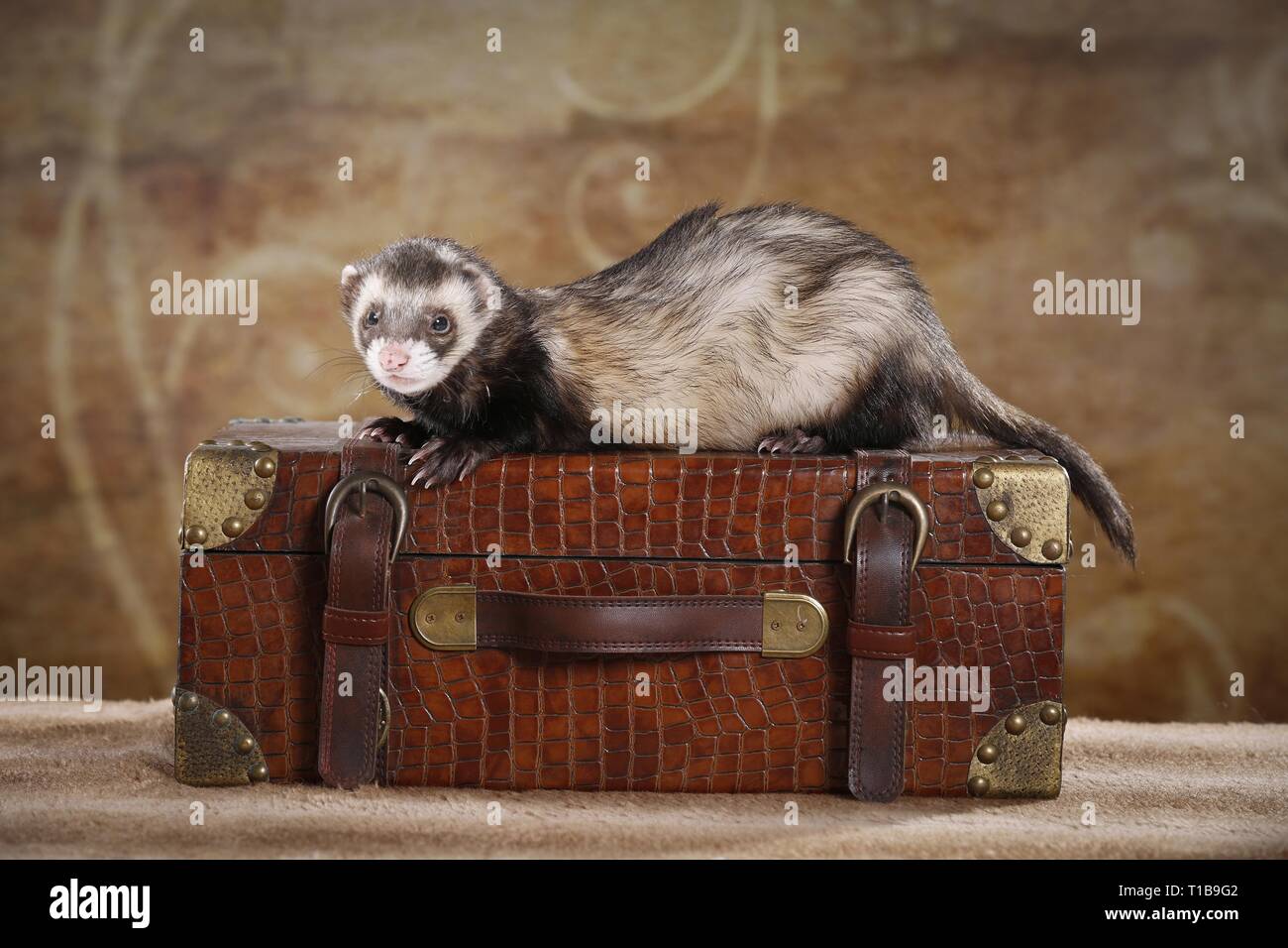 Male ferrets hi-res stock photography and images - Alamy