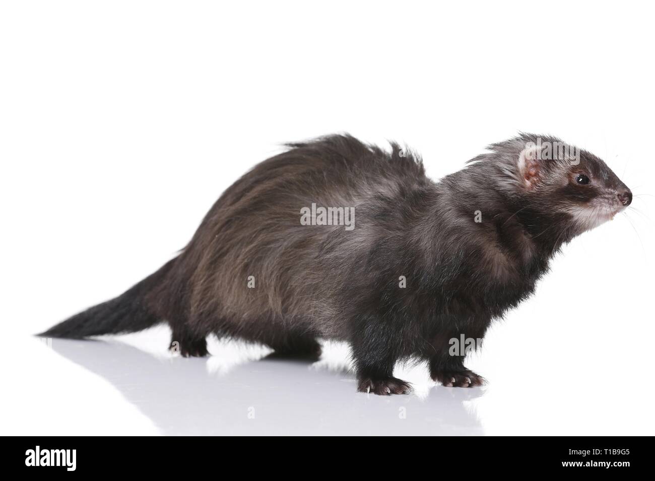 Ferrets cut out hi-res stock photography and images - Alamy