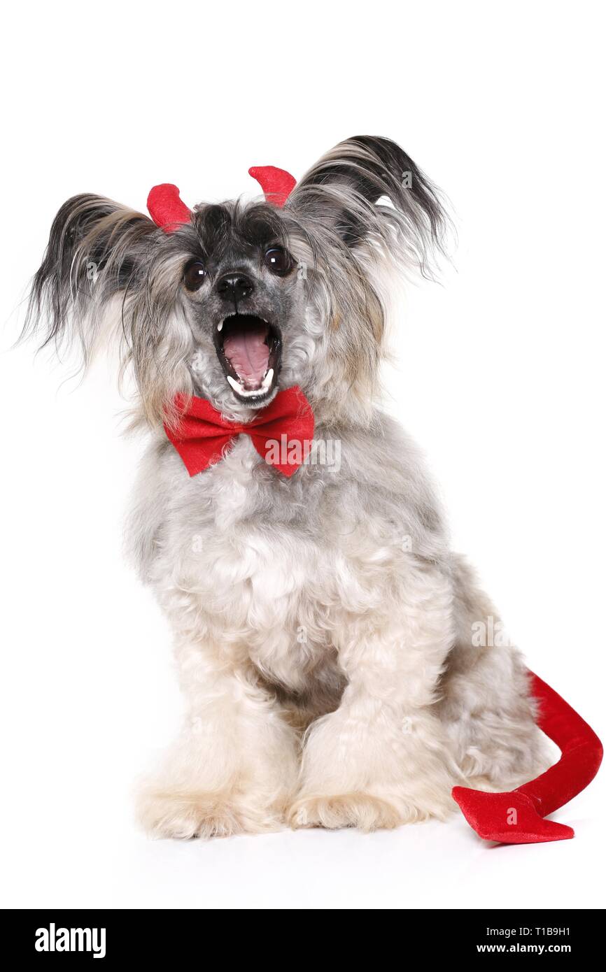 Open mouth devil horns hi-res stock photography and images - Alamy