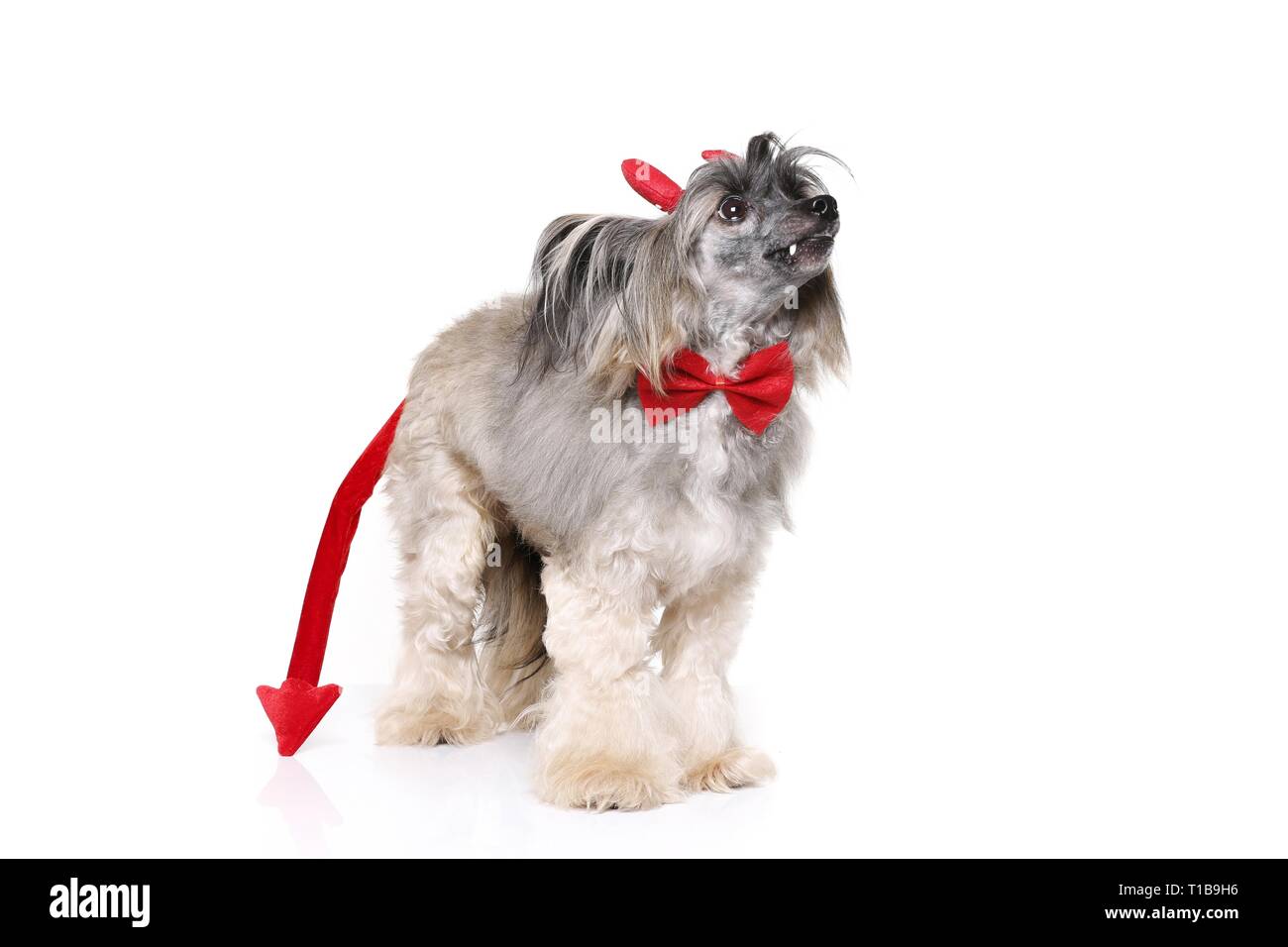 Devil stands hi-res stock photography and images - Alamy