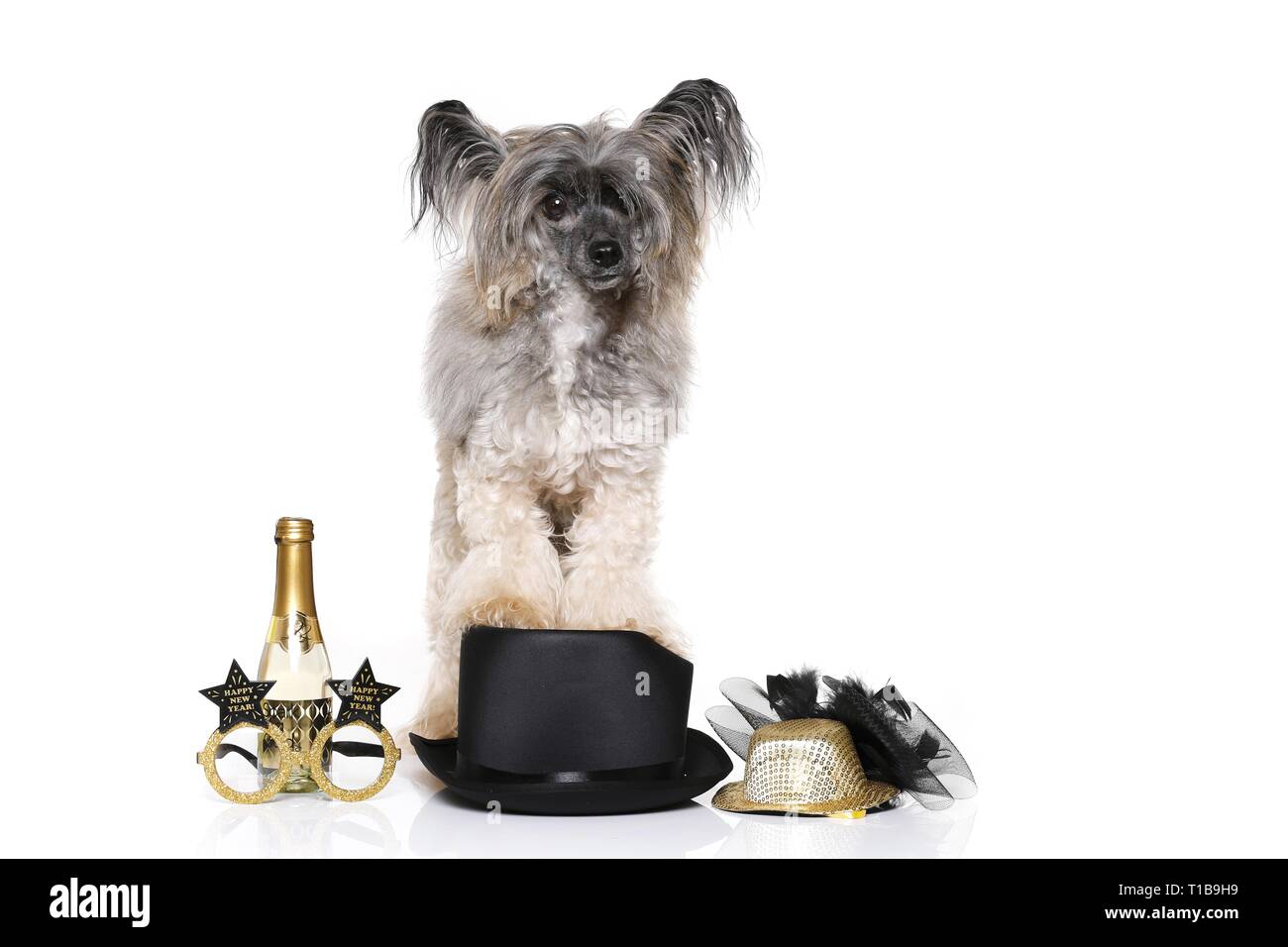 Chinese Crested Powderpuff Stock Photo - Alamy