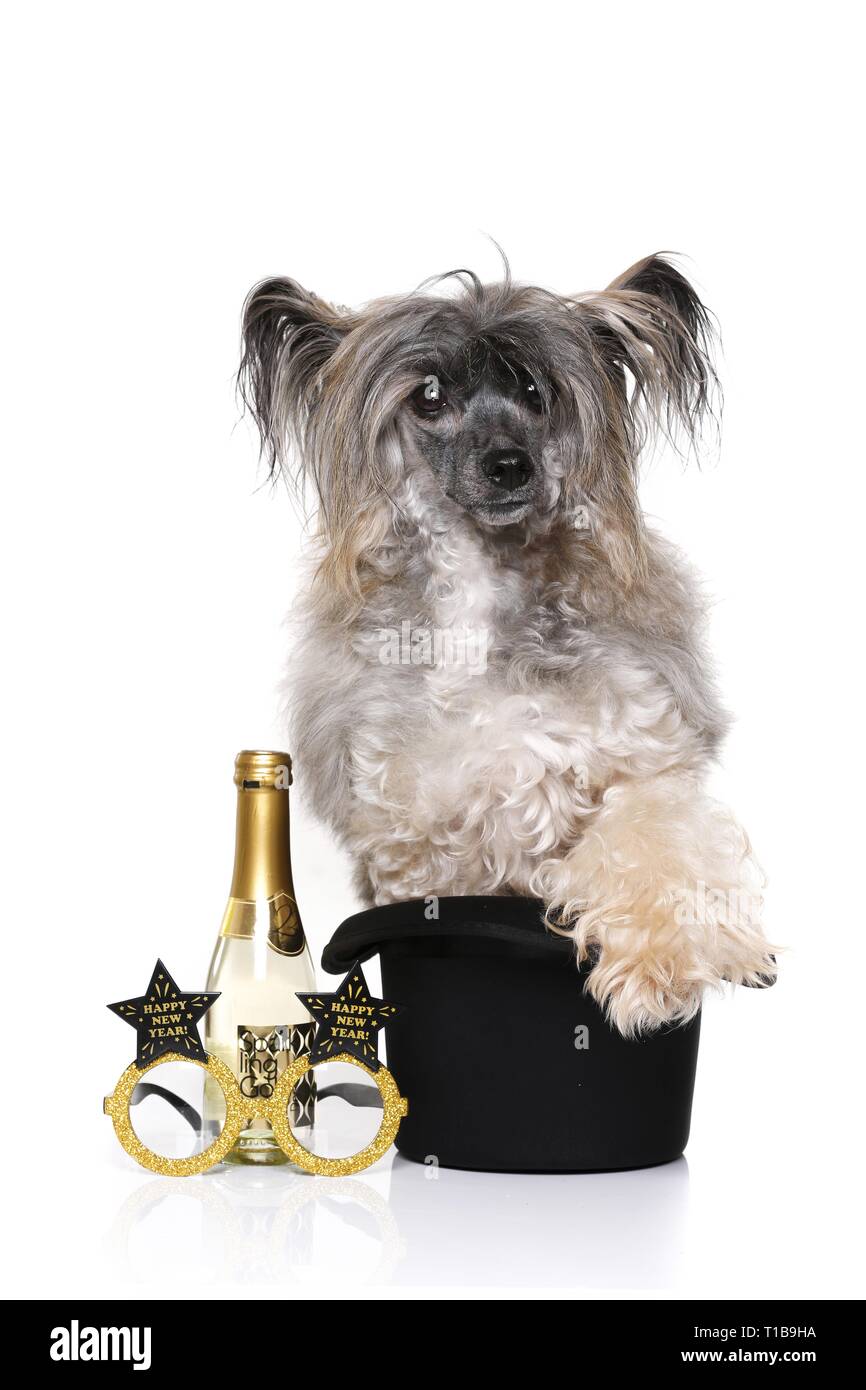 Chinese Crested Powderpuff Stock Photo - Alamy