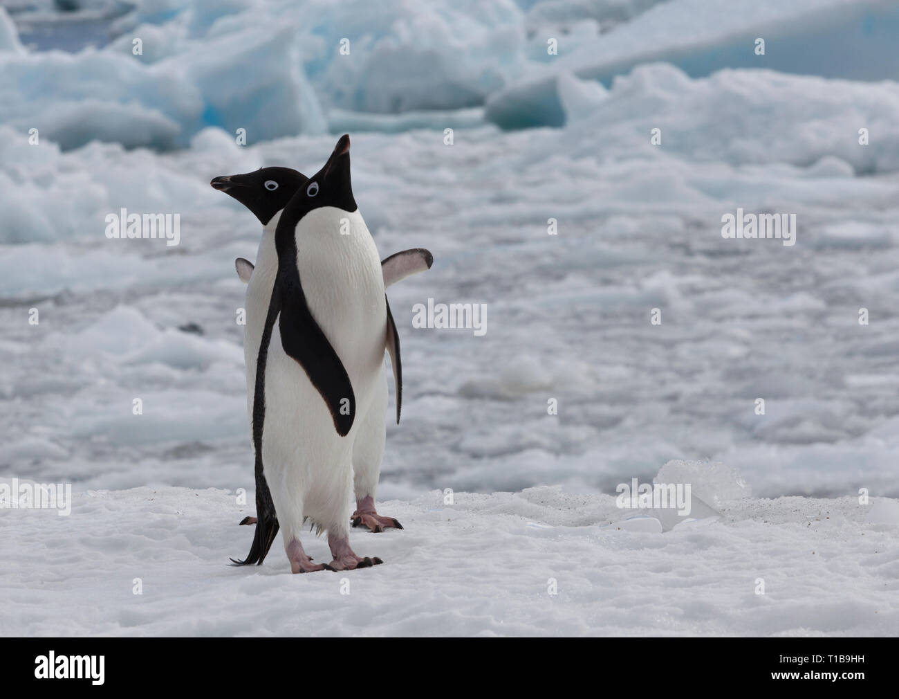 Adolescent Penguins High Resolution Stock Photography and Images - Alamy