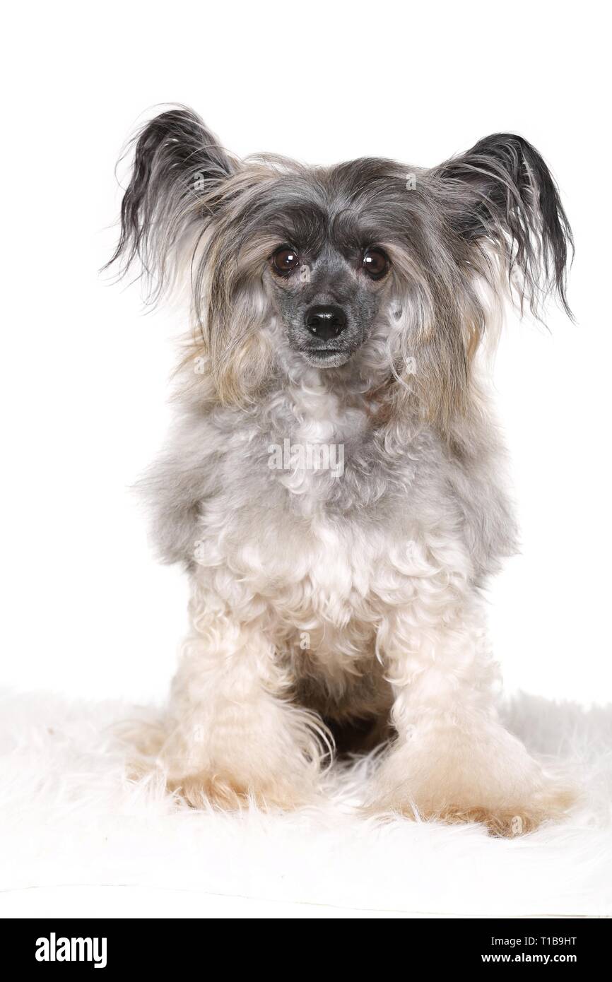 sitting Chinese Crested Powderpuff Stock Photo - Alamy