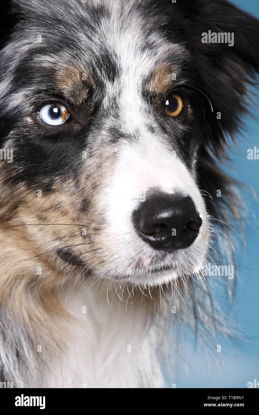 Border Collie Portrait Stock Photo - Alamy