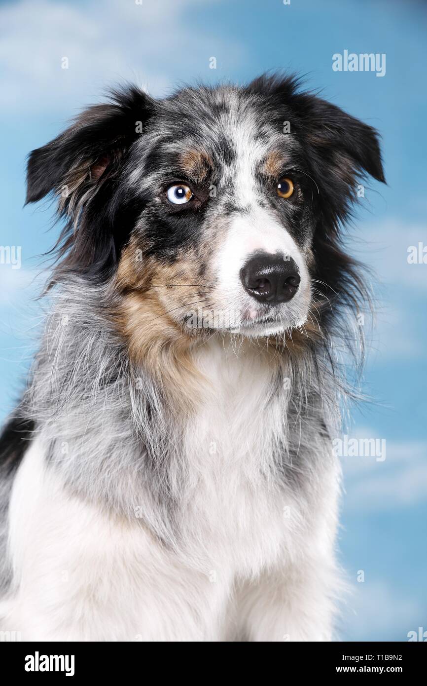Border Collie Portrait Stock Photo - Alamy