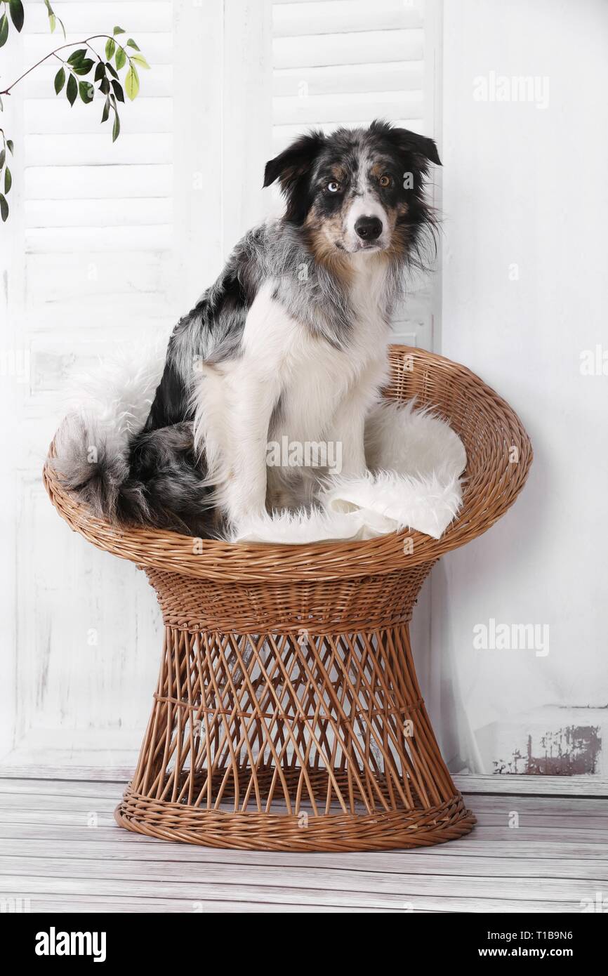 sitting Border Collie Stock Photo - Alamy