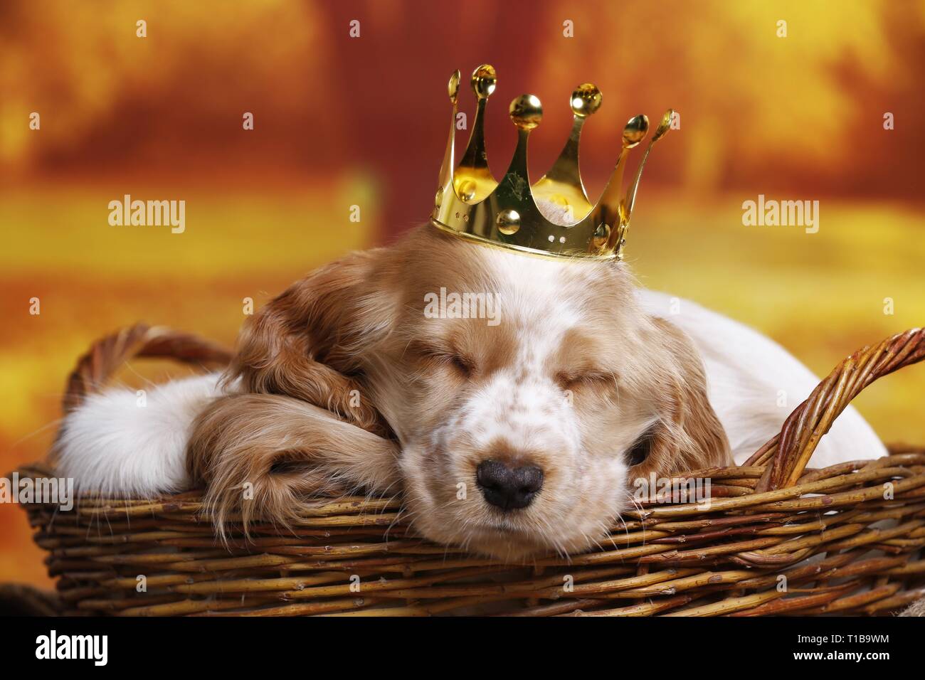 English coronet crown hi-res stock photography and images - Alamy