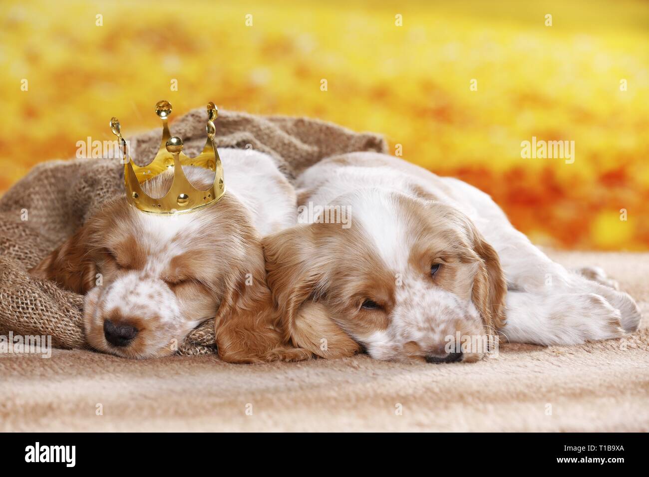 English coronet crown hi-res stock photography and images - Alamy