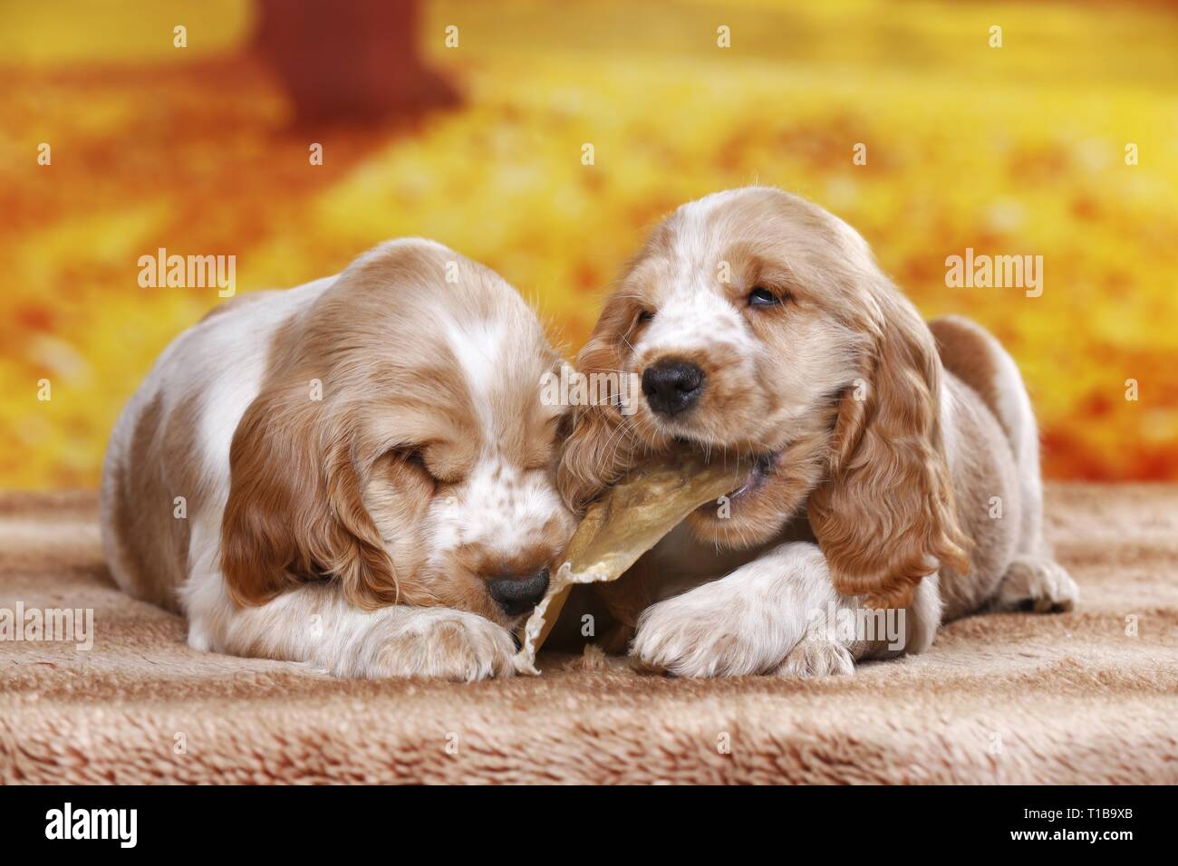 Cocker spaniel ear hi-res stock photography and images - Alamy