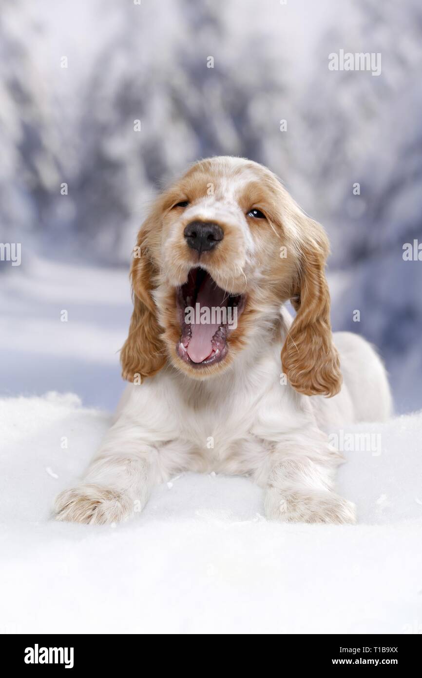 English Cocker Spaniel in snow Stock Photo - Alamy
