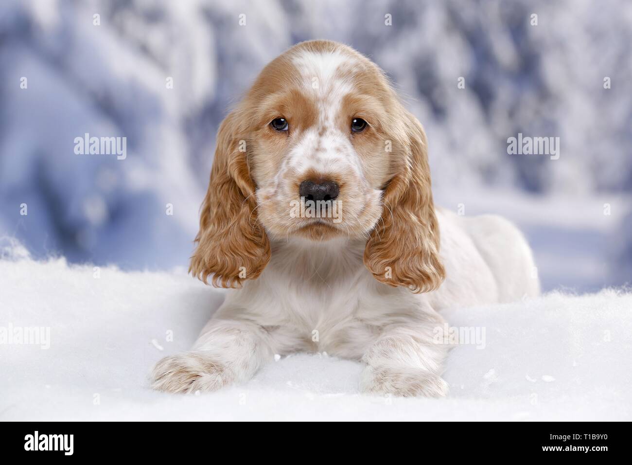 English Cocker Spaniel in snow Stock Photo - Alamy