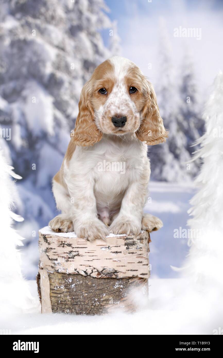 English Cocker Spaniel in snow Stock Photo - Alamy