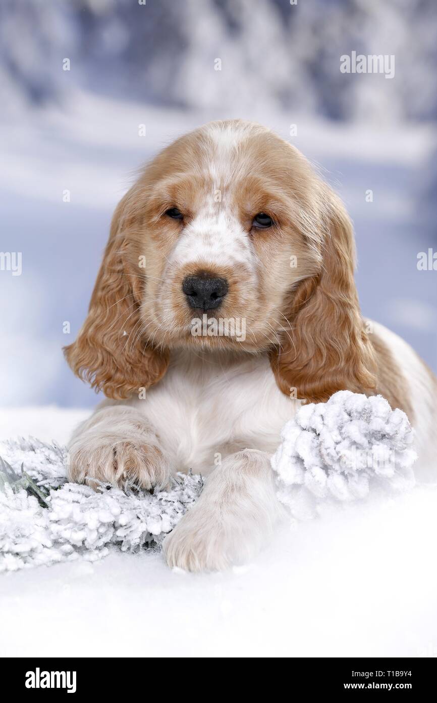 English Cocker Spaniel in snow Stock Photo - Alamy