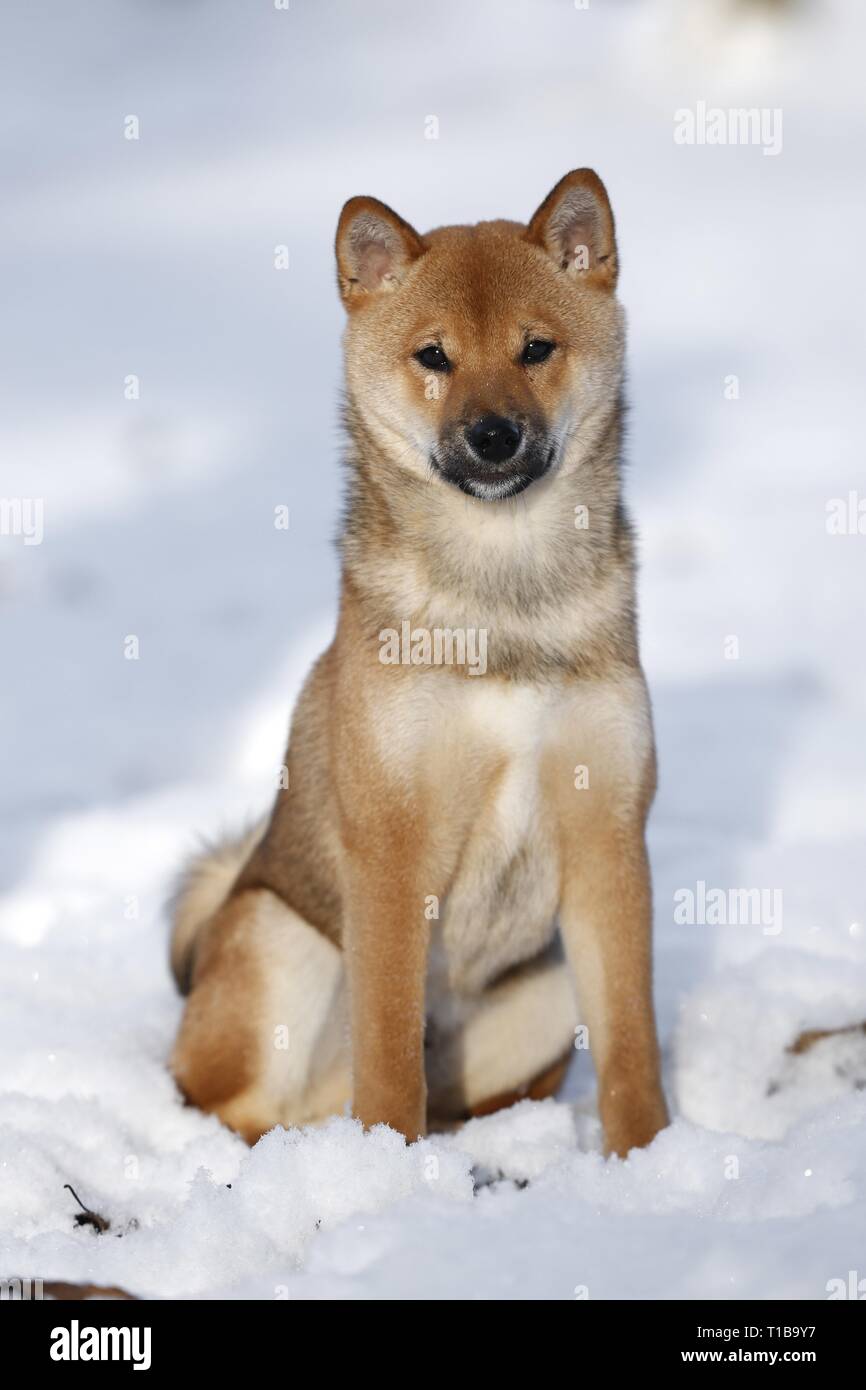 young Shiba Inu in snow Stock Photo - Alamy