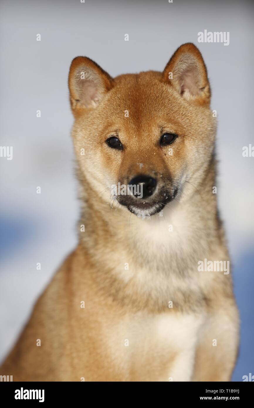 young Shiba Inu in snow Stock Photo - Alamy