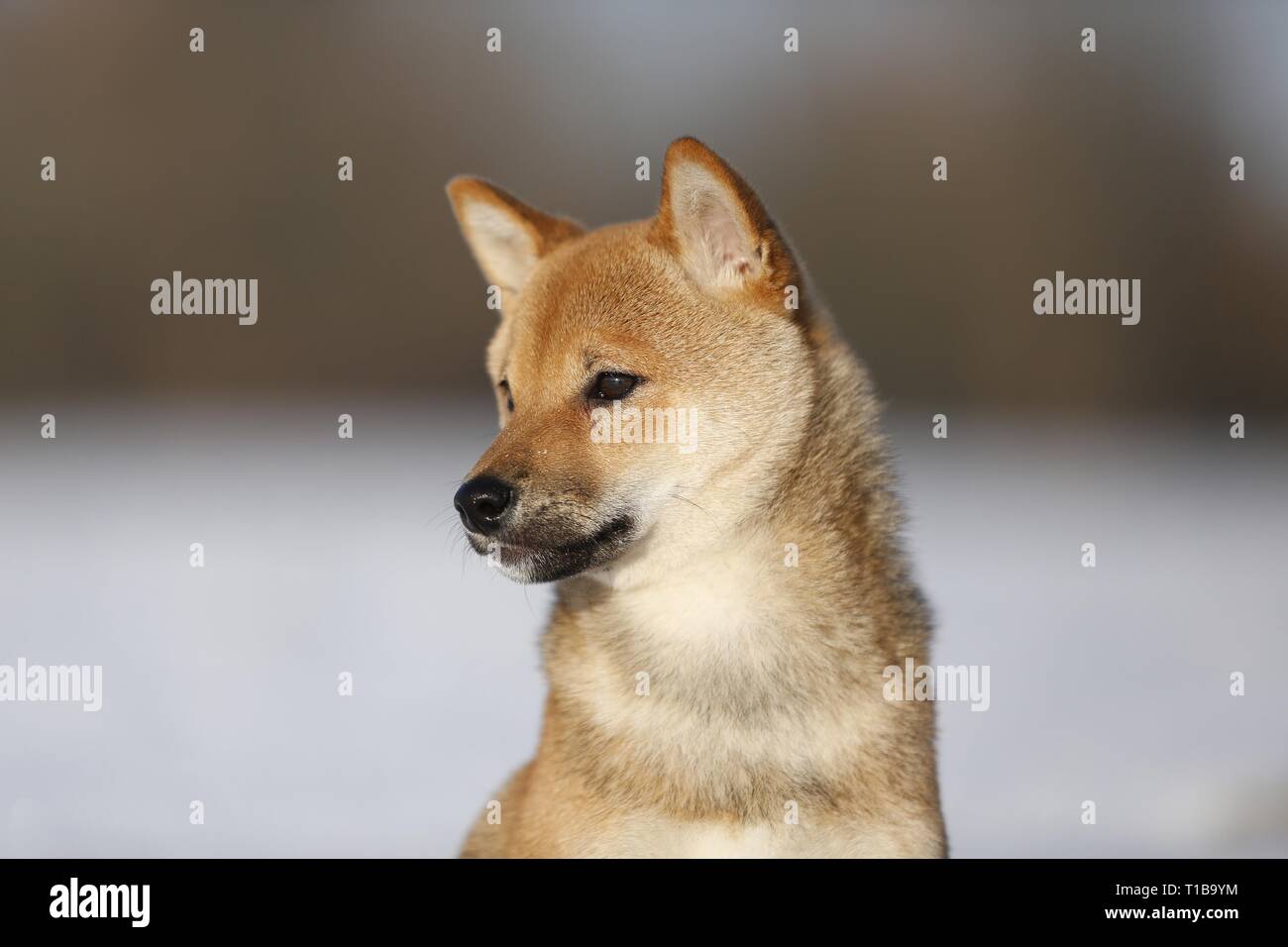 young Shiba Inu in snow Stock Photo - Alamy