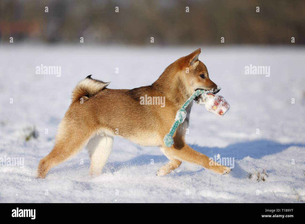 young Shiba Inu in snow Stock Photo - Alamy