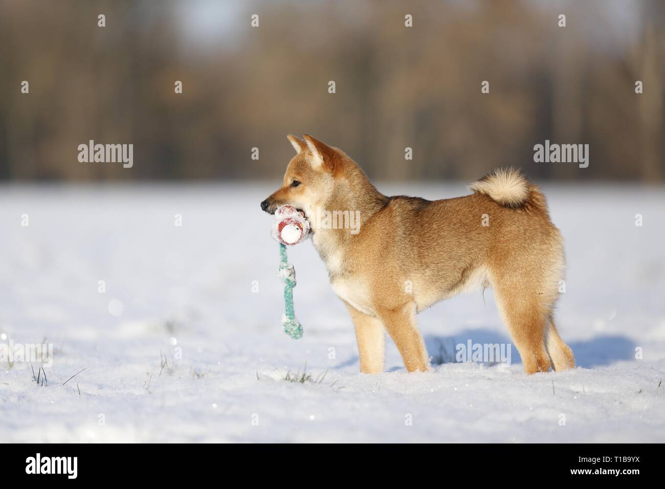 Shiba inu profile hi-res stock photography and images - Alamy
