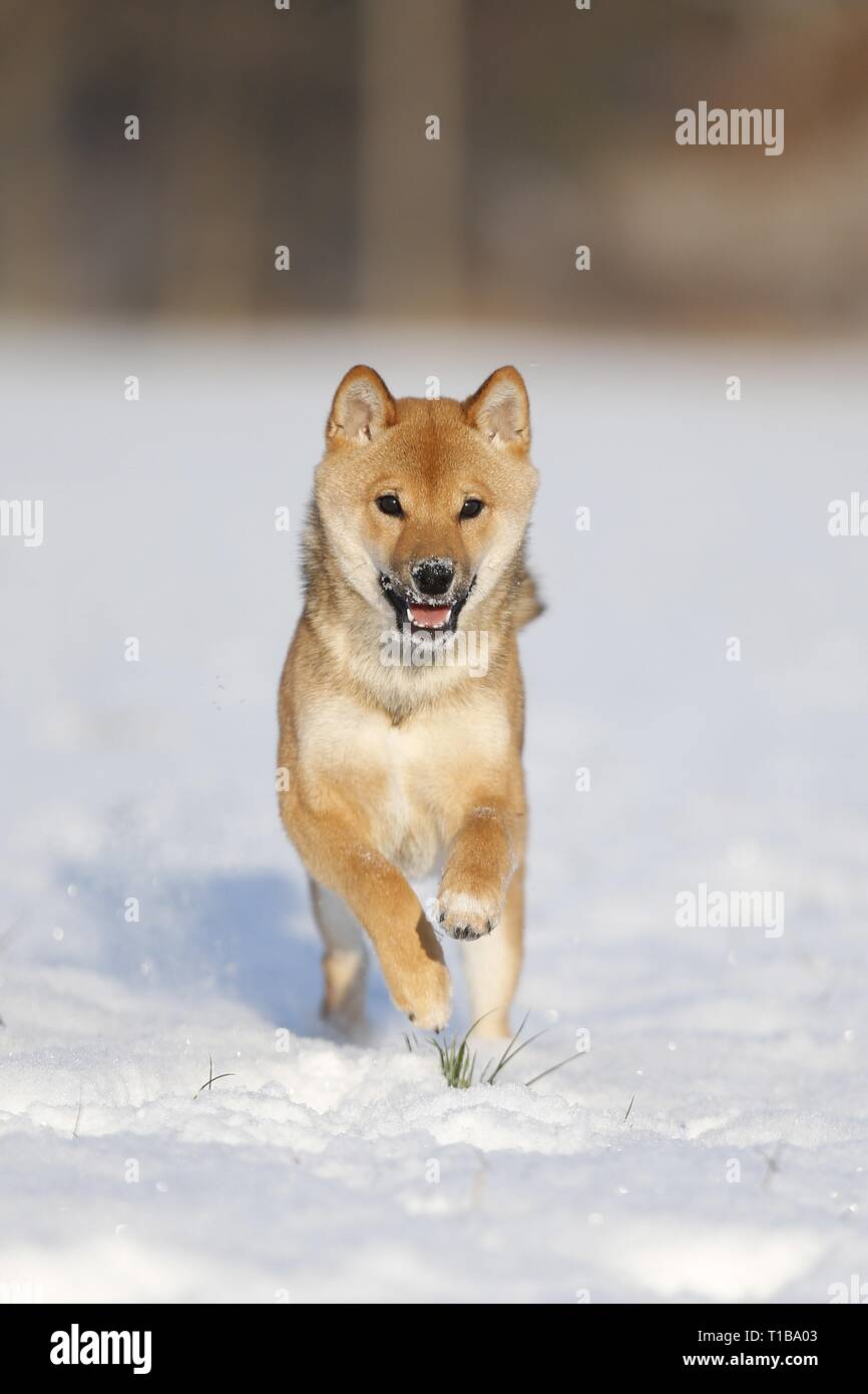 young Shiba Inu in snow Stock Photo - Alamy