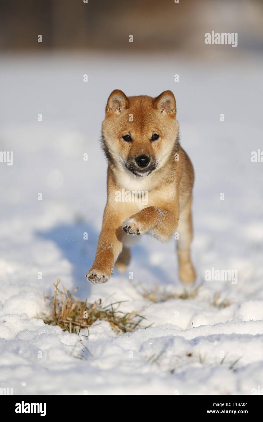 young Shiba Inu in snow Stock Photo - Alamy