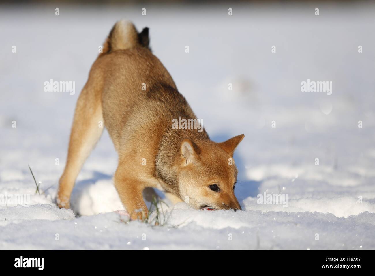 young Shiba Inu in snow Stock Photo - Alamy