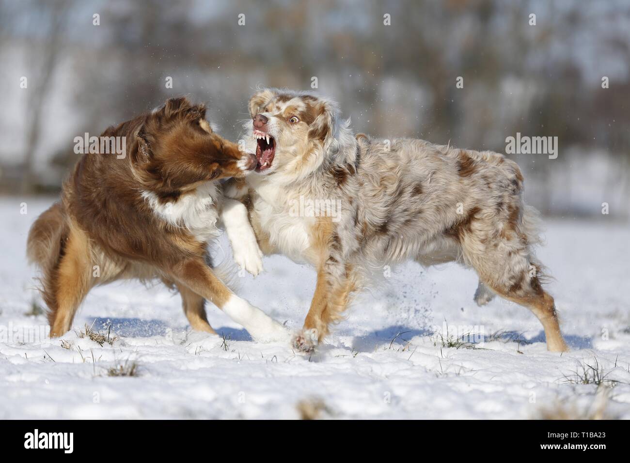 Australian Shepherds playing together Stock Photo - Alamy