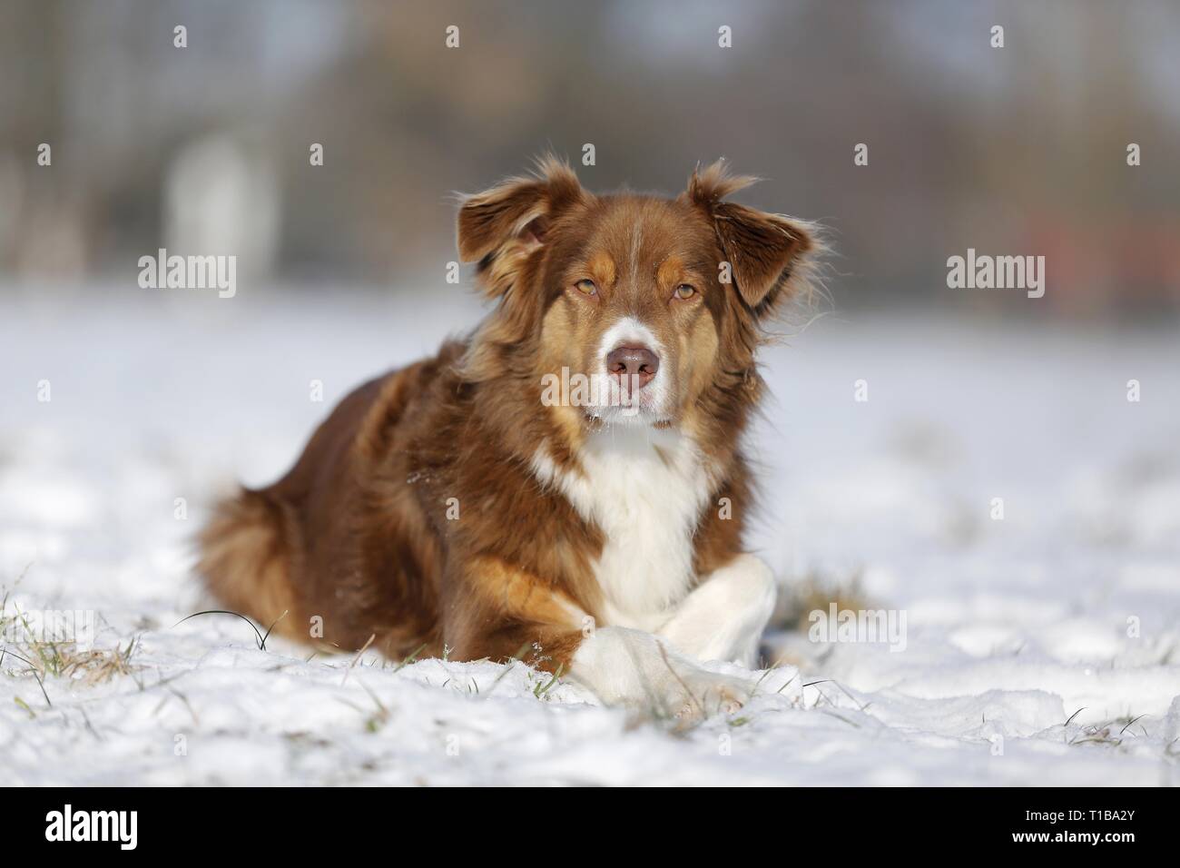 red tri Australian Shepherd in snow Stock Photo - Alamy