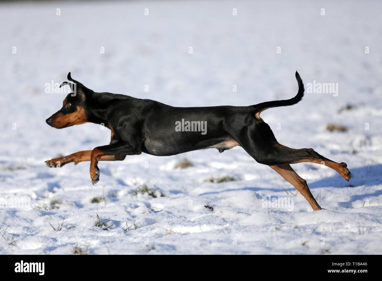 German Pinscher in snow Stock Photo - Alamy