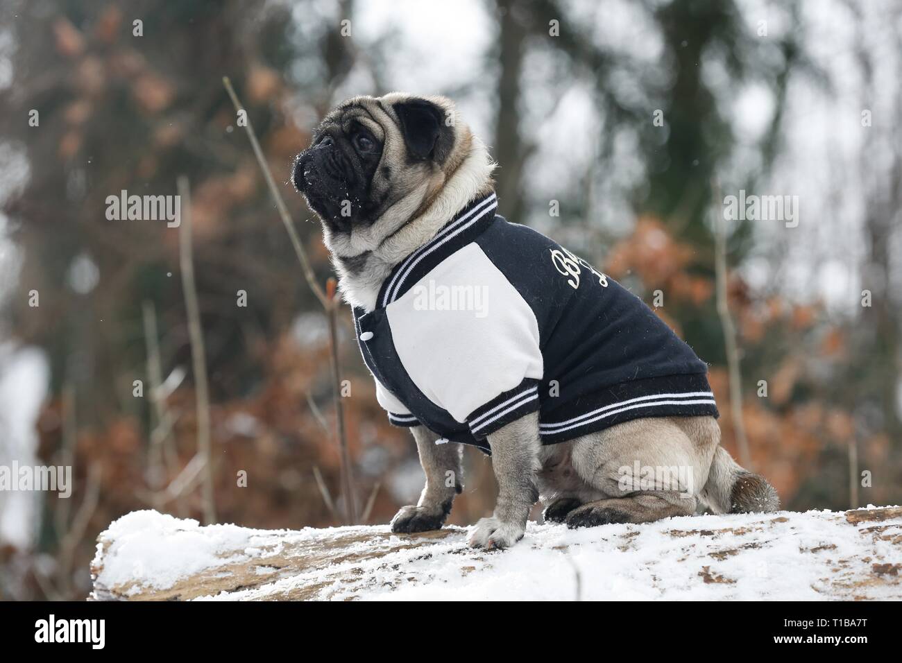 Pugs side profile hi-res stock photography and images - Alamy
