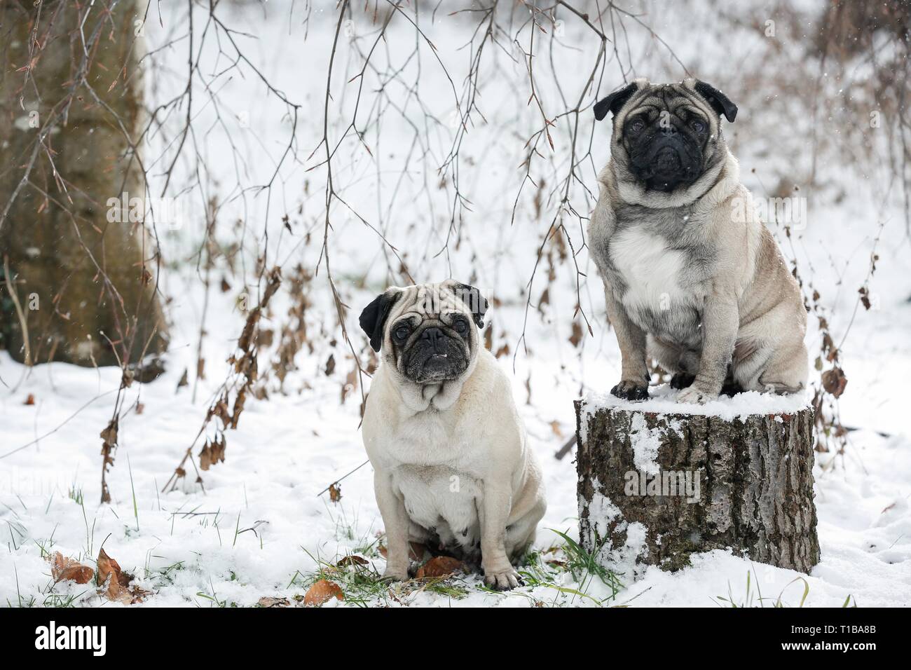 two pugs in snow Stock Photo - Alamy