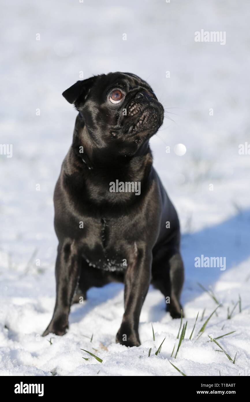 black pug in snow Stock Photo - Alamy