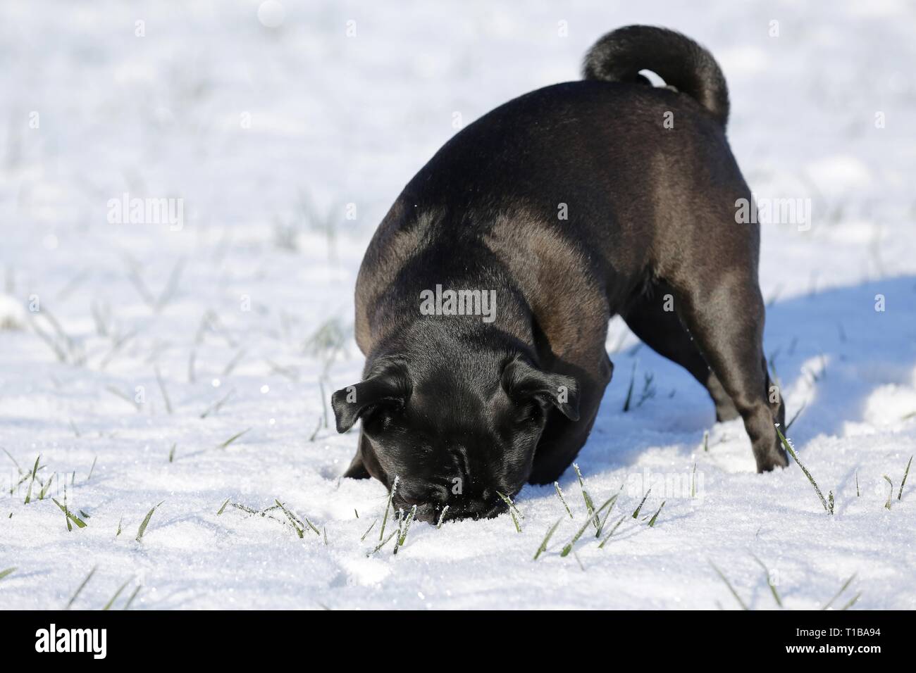 black pug in snow Stock Photo - Alamy