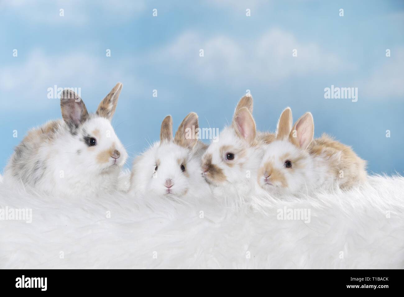 4 young rabbits Stock Photo - Alamy