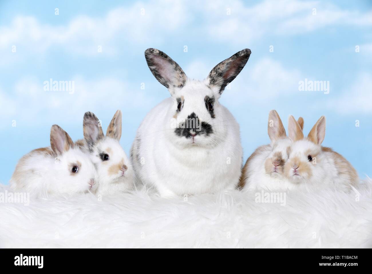 Mother rabbit two young rabbits hi-res stock photography and images - Alamy