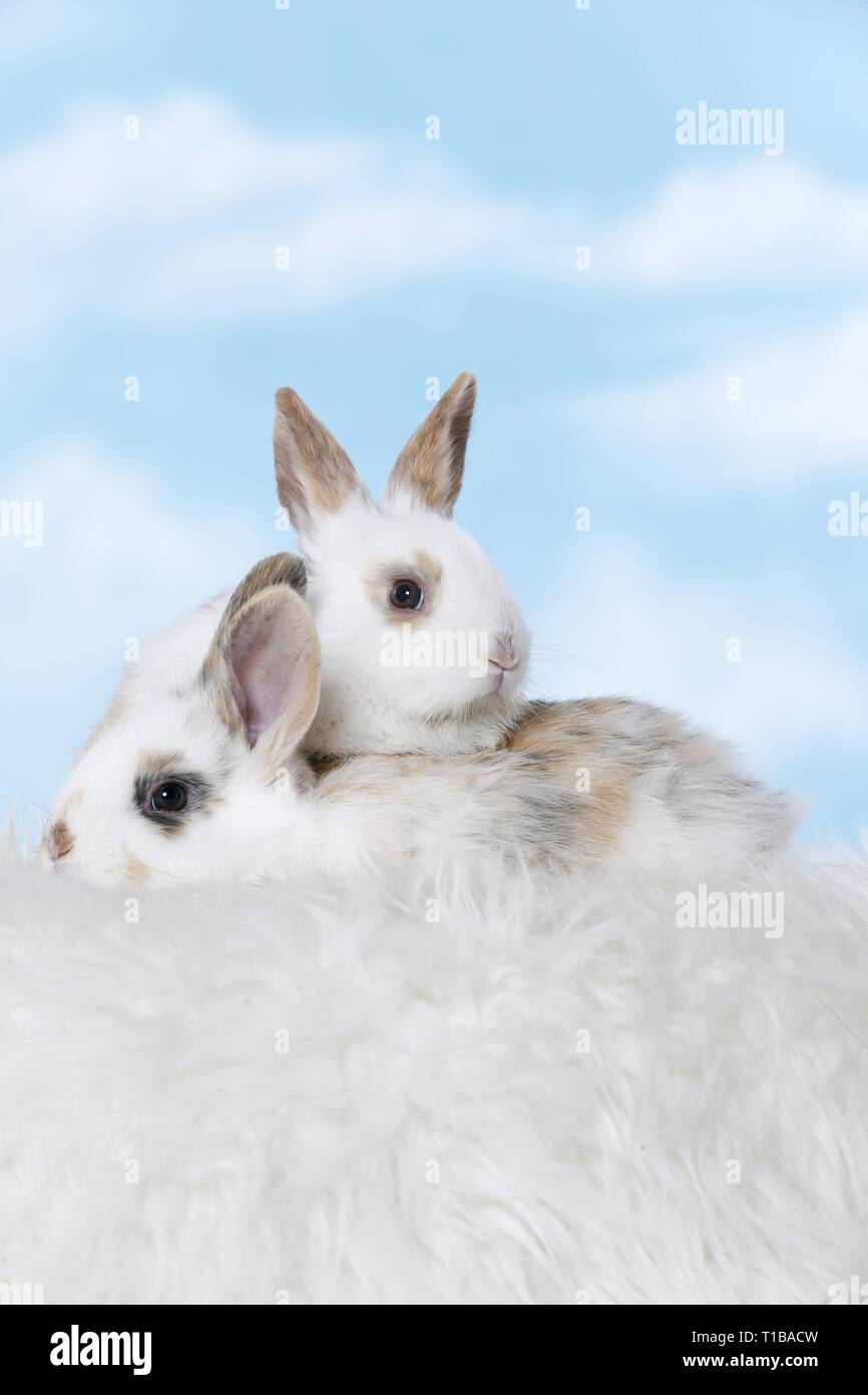 2 young rabbits Stock Photo - Alamy