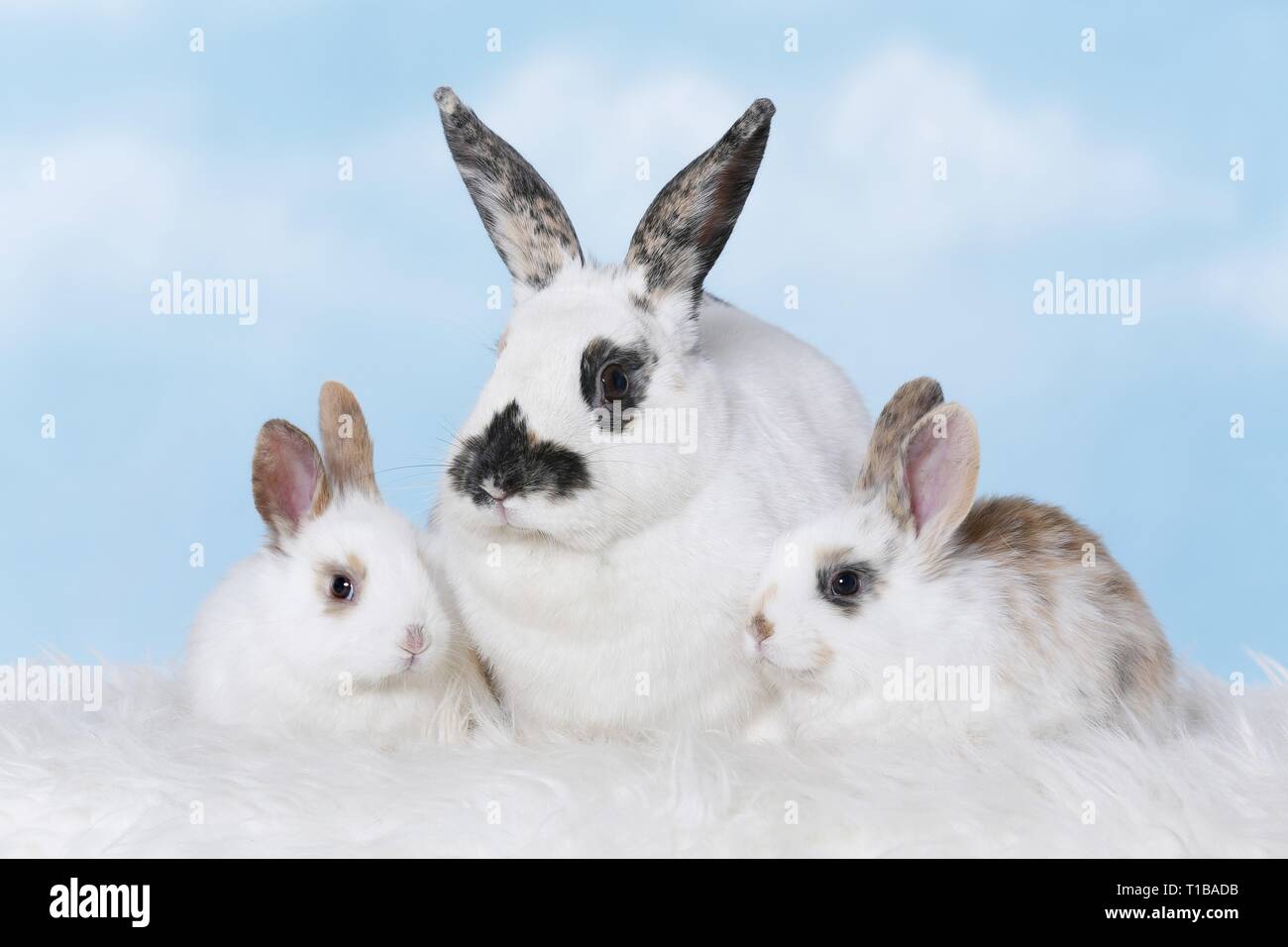 Snuggling rabbits hi-res stock photography and images - Alamy