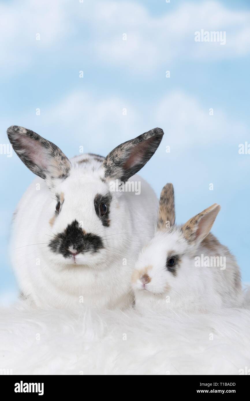 Two rabbits cuddling hi-res stock photography and images - Alamy
