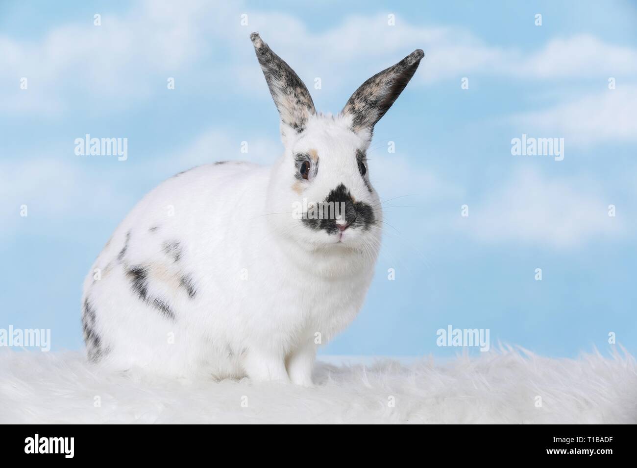 Cloudy sky studio rabbit hi-res stock photography and images - Alamy