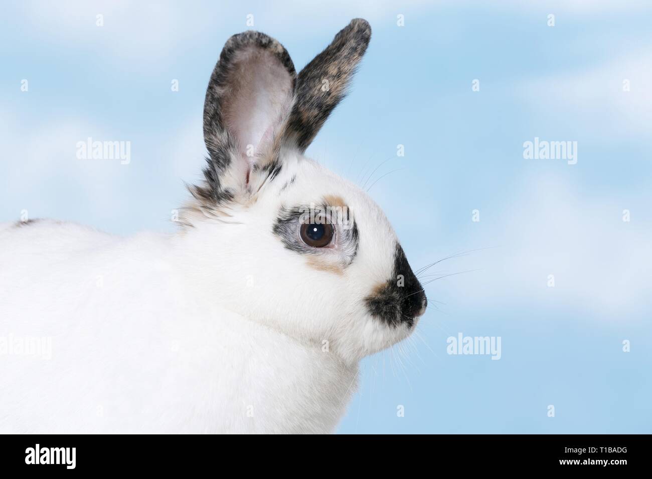 Cloudy sky studio rabbit hi-res stock photography and images - Alamy