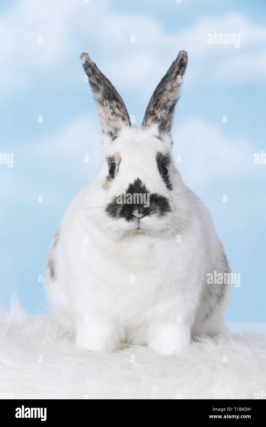 Cloudy sky studio rabbit hi-res stock photography and images - Alamy