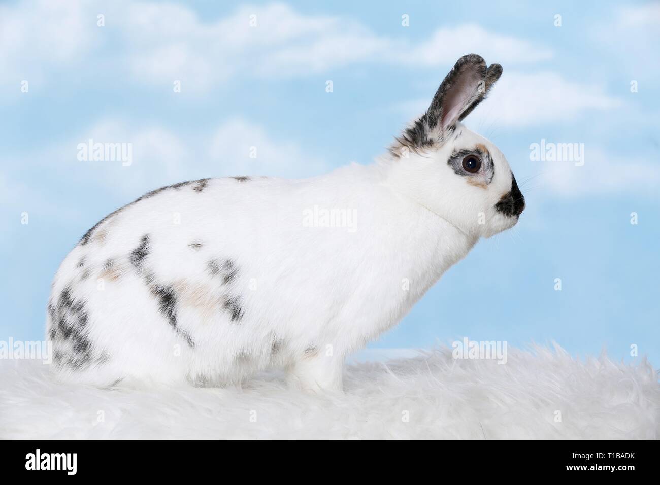 Cloudy sky studio rabbit hi-res stock photography and images - Alamy