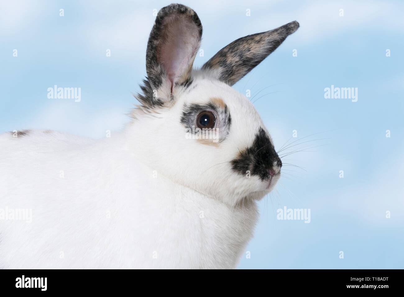 Cloudy sky studio rabbit hi-res stock photography and images - Alamy