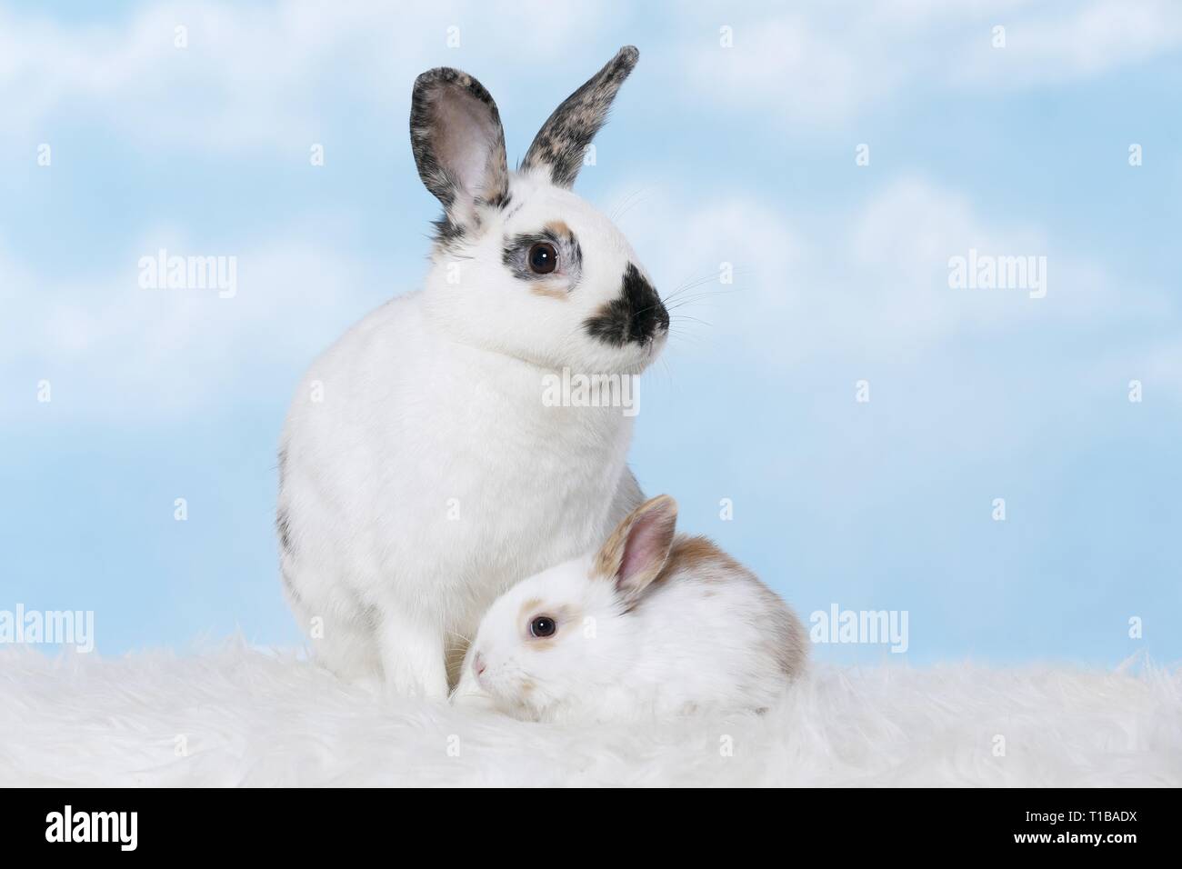 Two rabbits cuddling hi-res stock photography and images - Alamy