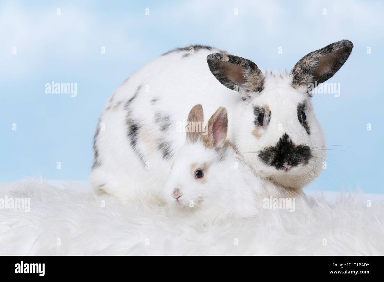 Mother rabbit two young rabbits hi-res stock photography and images - Alamy